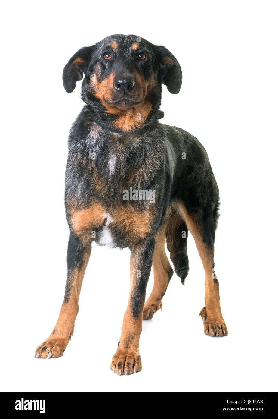 Beauceron dog hi-res stock photography and images - Alamy