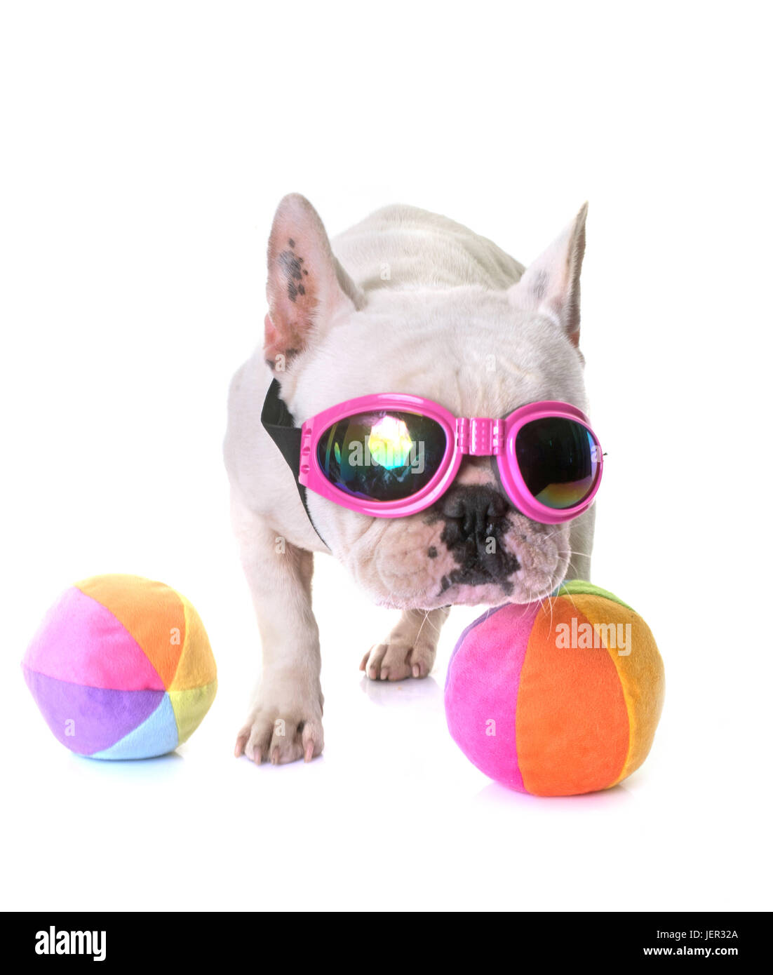 French bulldog puppy toy Cut Out Stock Images & Pictures - Alamy