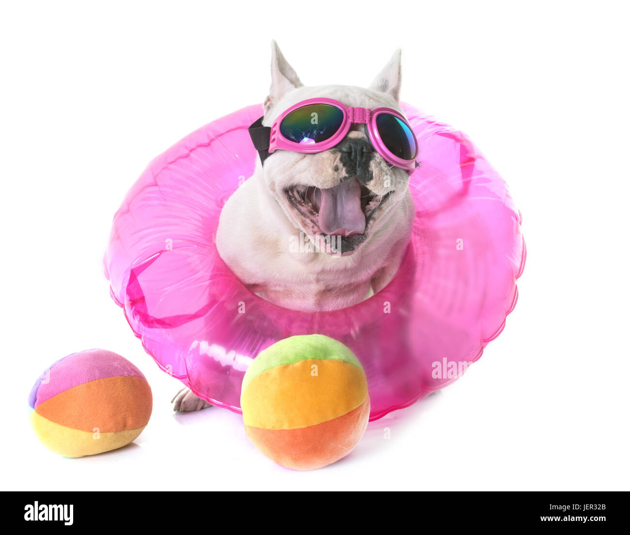 French bulldog puppy toy Cut Out Stock Images & Pictures - Alamy
