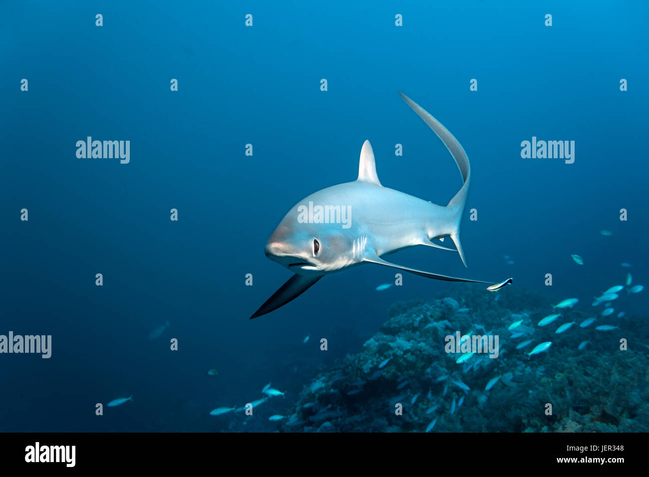Common thresher (Alopias vulpinus), swimming over coral reef ...