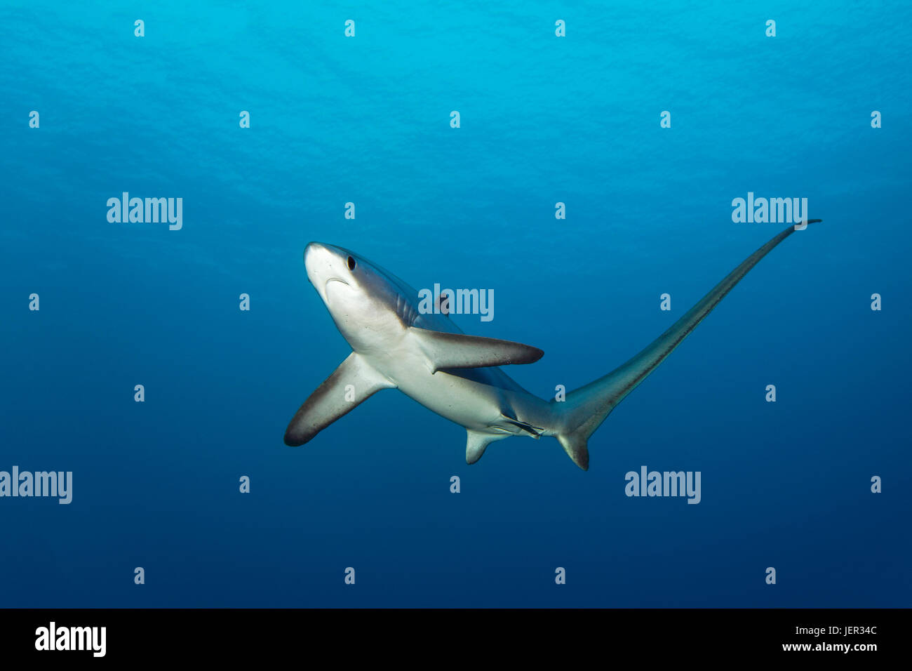 Common thresher (Alopias vulpinus), swimming in open sea, endangered ...