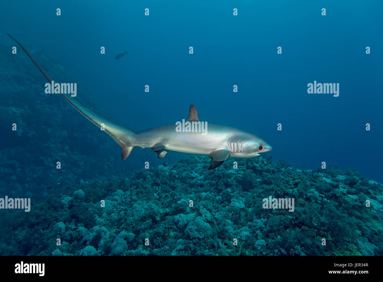 Common thresher (Alopias vulpinus), swimming over coral reef, Brother ...