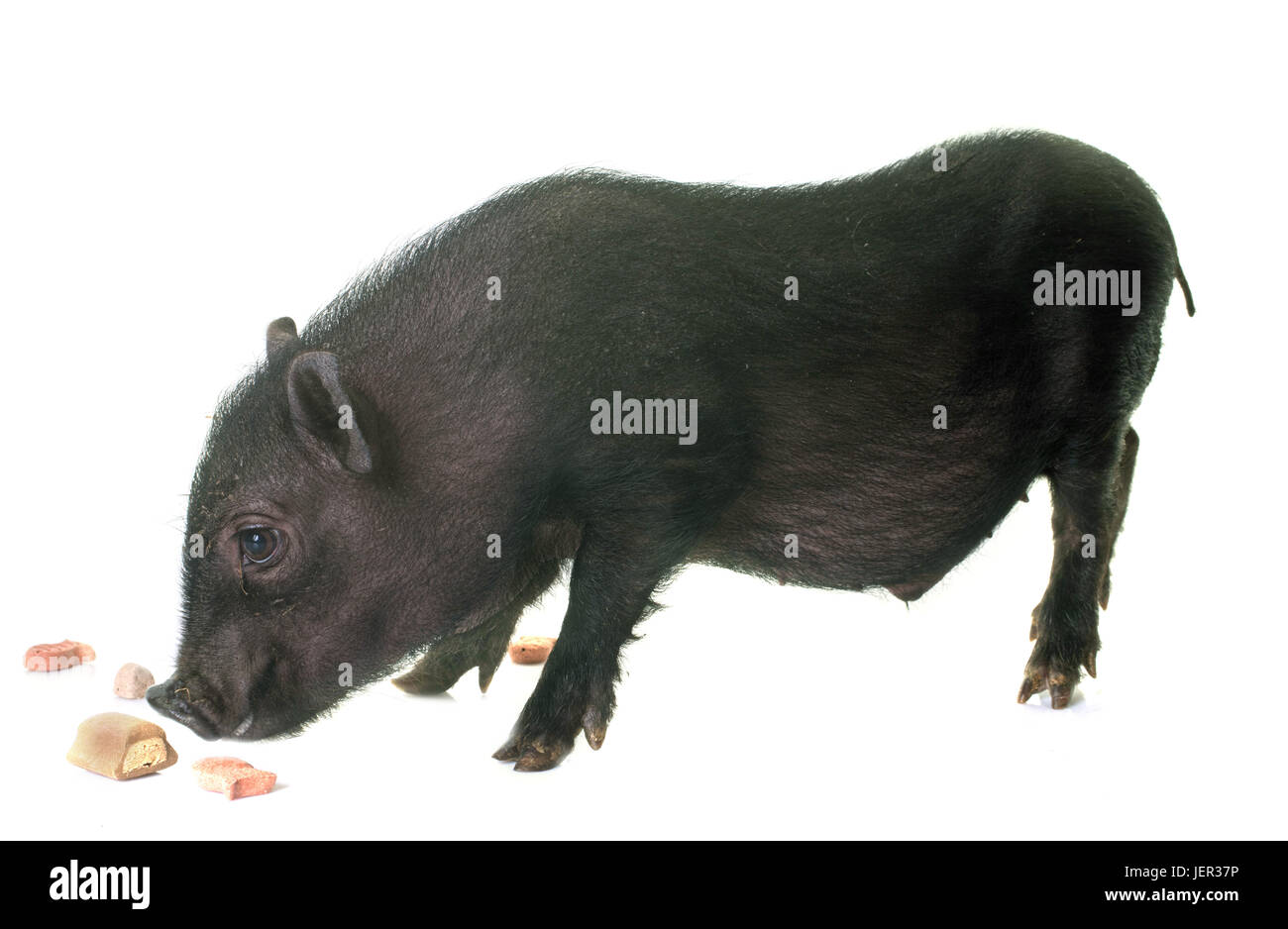 black piglet in front of white background Stock Photo - Alamy