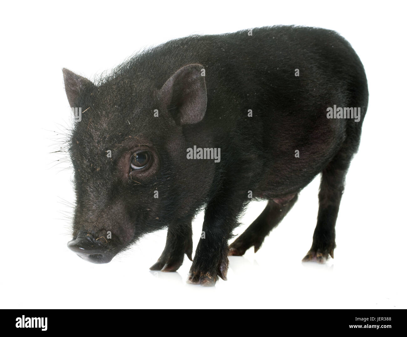 black piglet in front of white background Stock Photo - Alamy