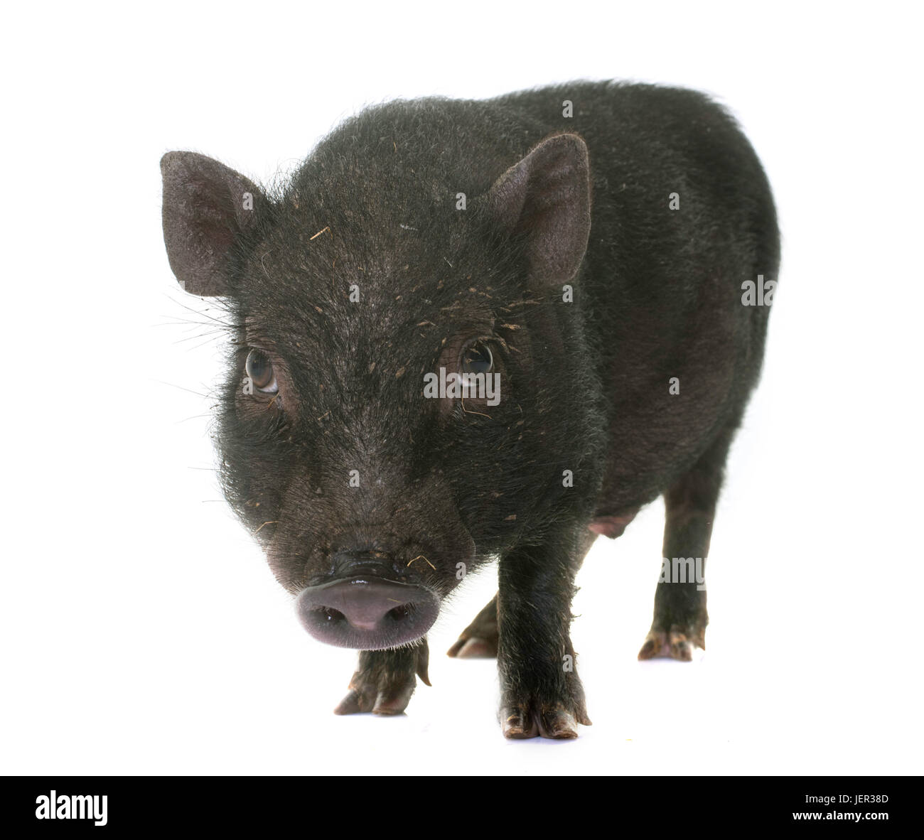 Piglet farm Cut Out Stock Images & Pictures - Alamy