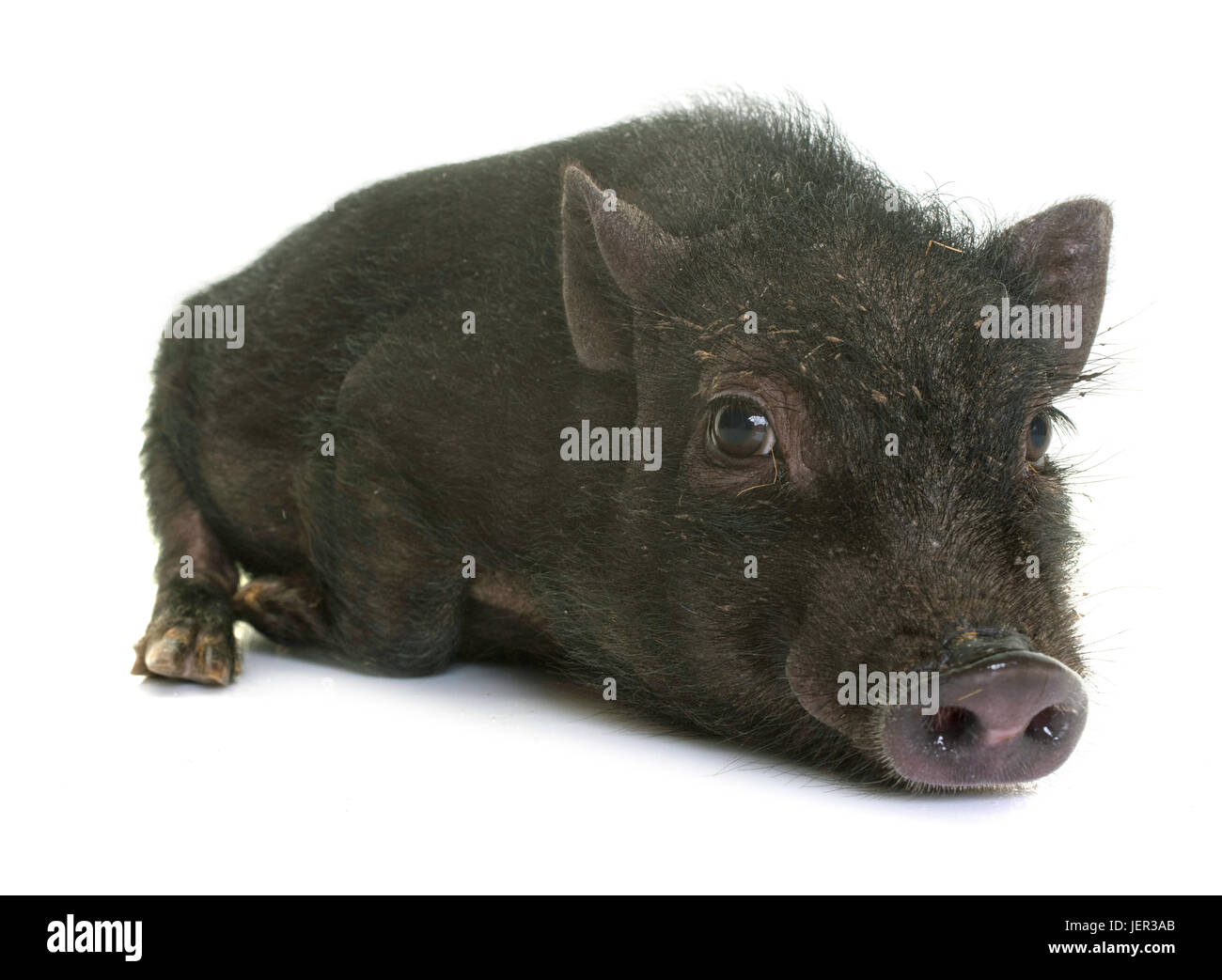 black piglet in front of white background Stock Photo - Alamy