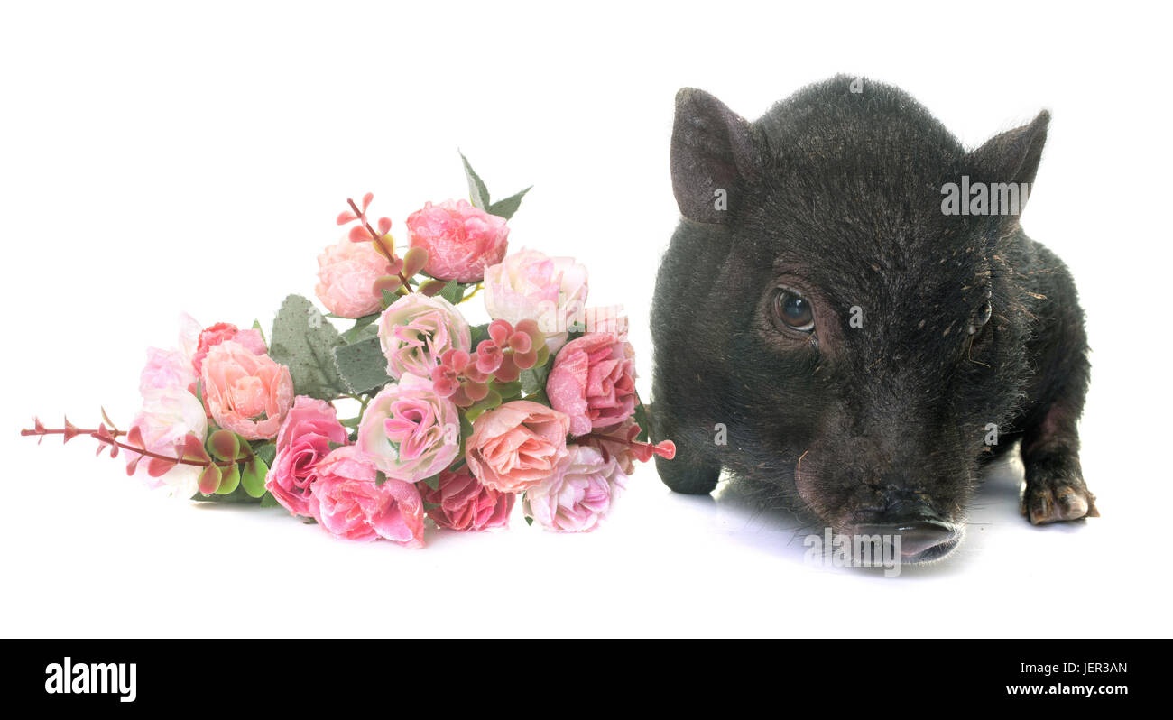 black piglet in front of white background Stock Photo - Alamy