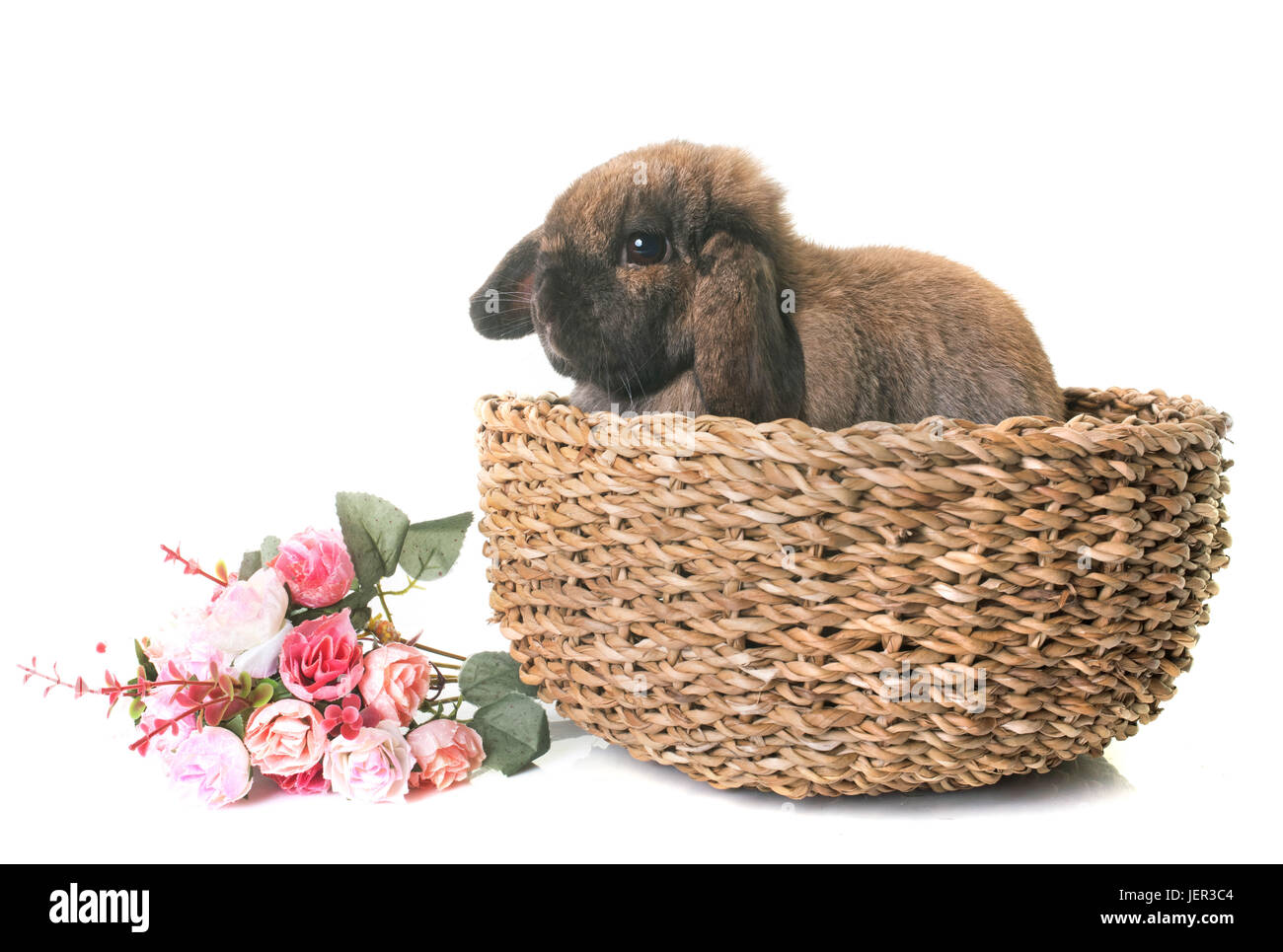 Dwarf lop eared rabbit hi-res stock photography and images - Alamy