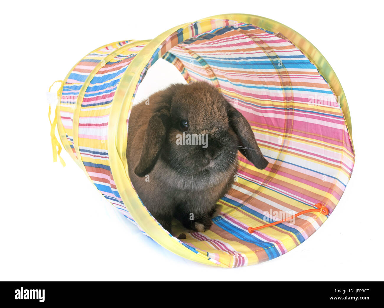 Dwarf lop-eared rabbit in front of white background Stock Photo - Alamy