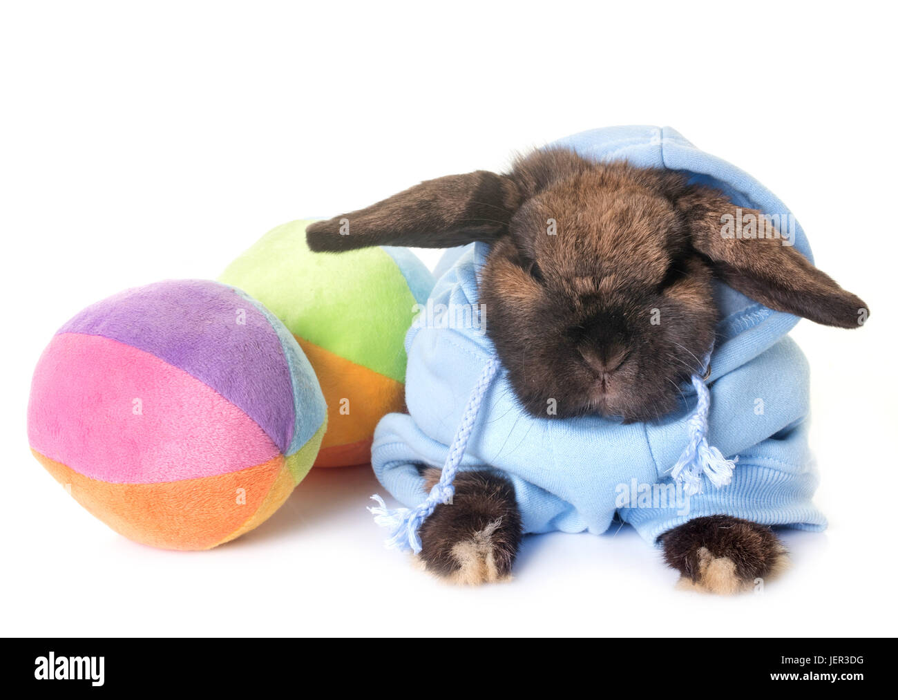 Dwarf lop-eared rabbit in front of white background Stock Photo - Alamy