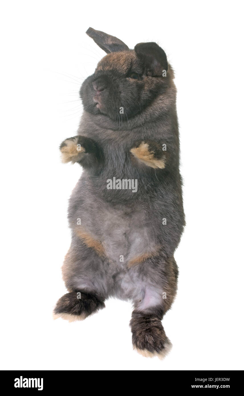 Dwarf lop-eared rabbit in front of white background Stock Photo - Alamy