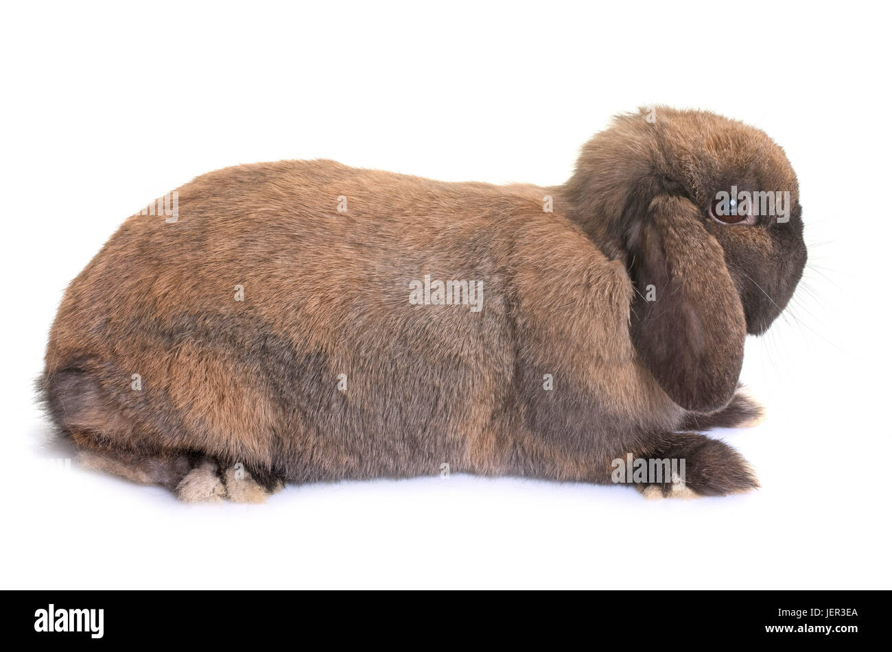 Dwarf lop-eared rabbit in front of white background Stock Photo - Alamy