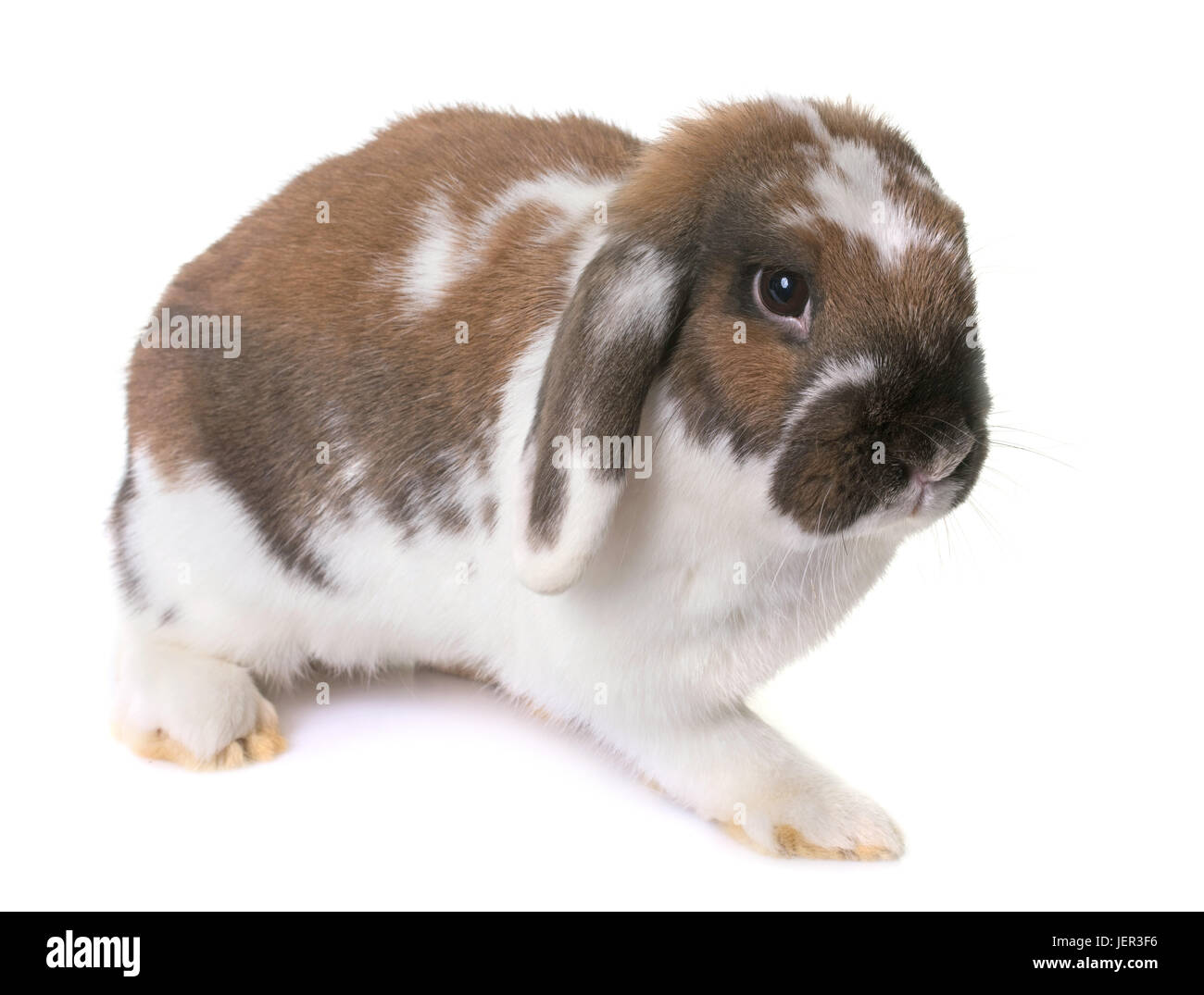 Dwarf lop eared rabbit hi-res stock photography and images - Alamy