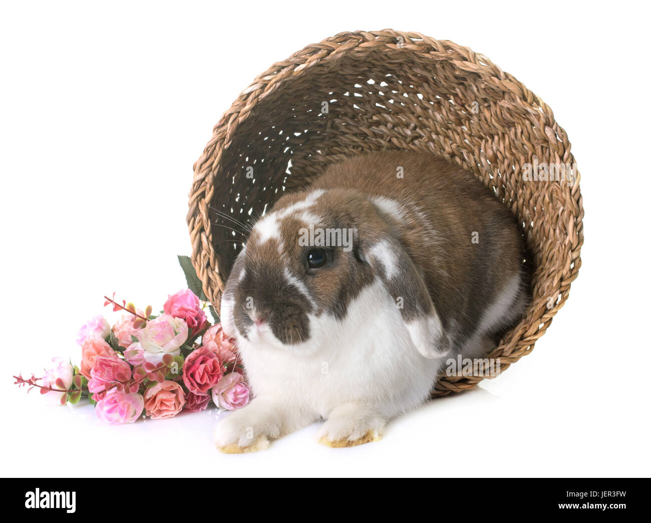 Dwarf lop-eared rabbit in front of white background Stock Photo - Alamy