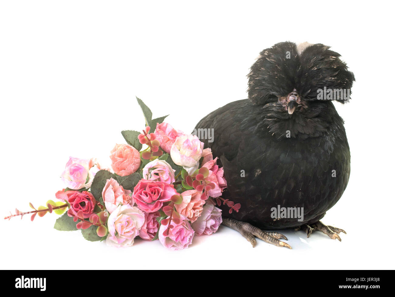 Padovana chicken hi-res stock photography and images - Alamy