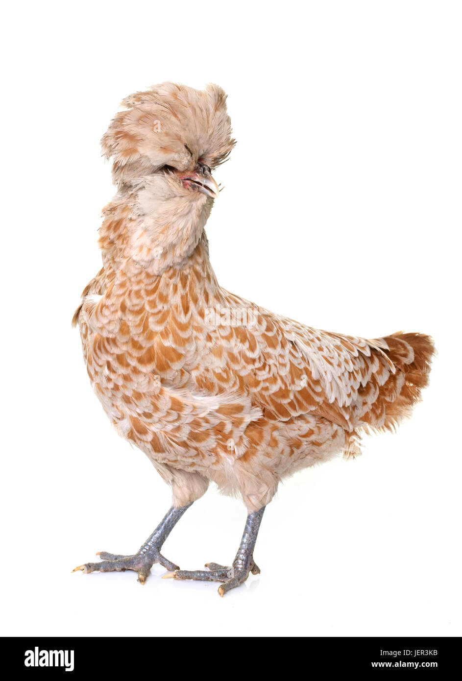 Padovana chicken hi-res stock photography and images - Alamy