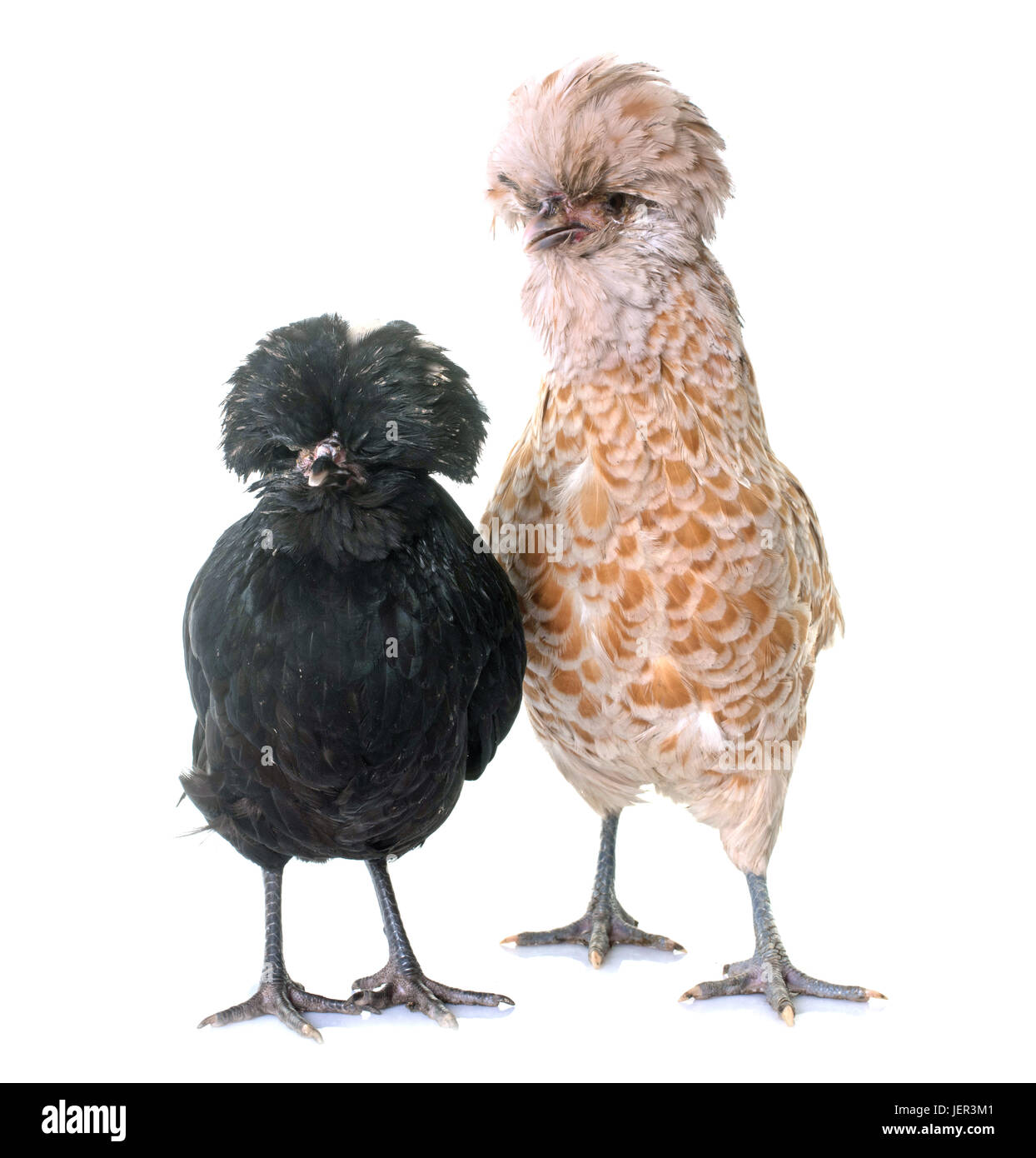 Padovana chicken in front of white background Stock Photo - Alamy