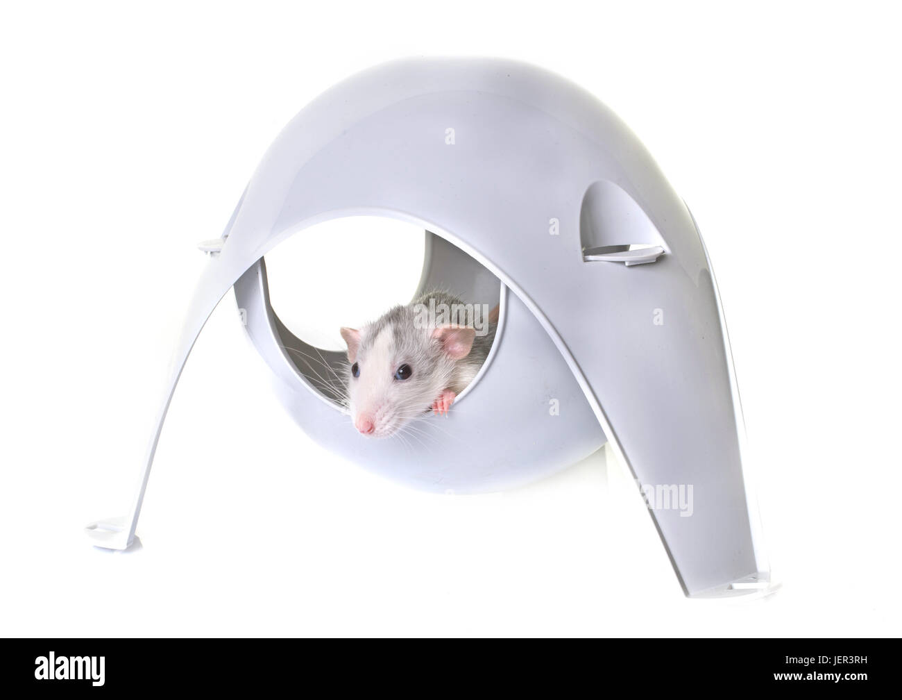 Plastic rat hi-res stock photography and images - Alamy
