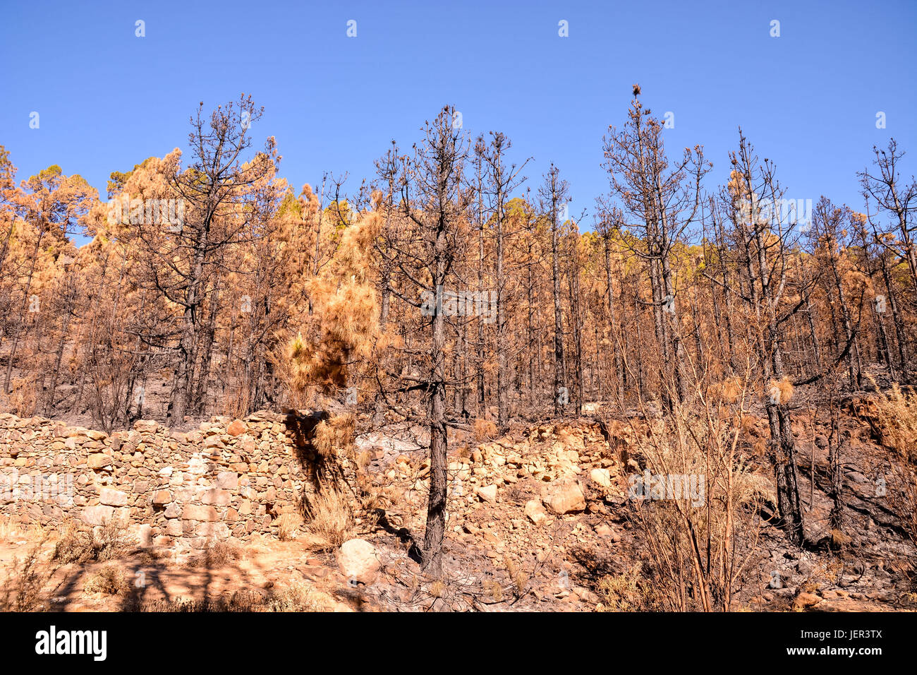 Fire break in forest hi-res stock photography and images - Alamy