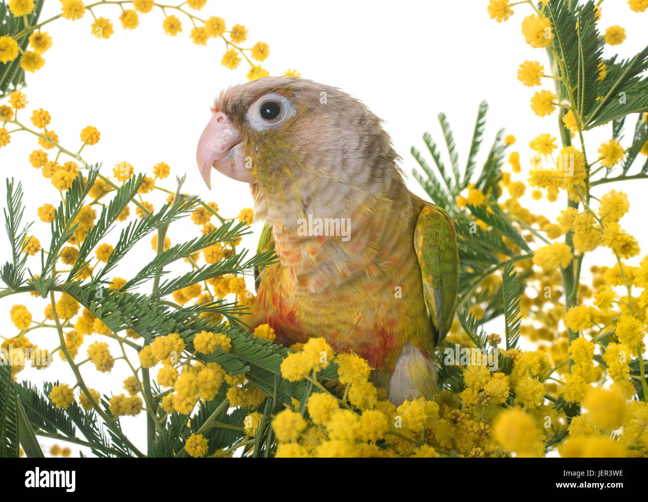 Cinnamon green-cheeked conure in front of white background Stock Photo ...