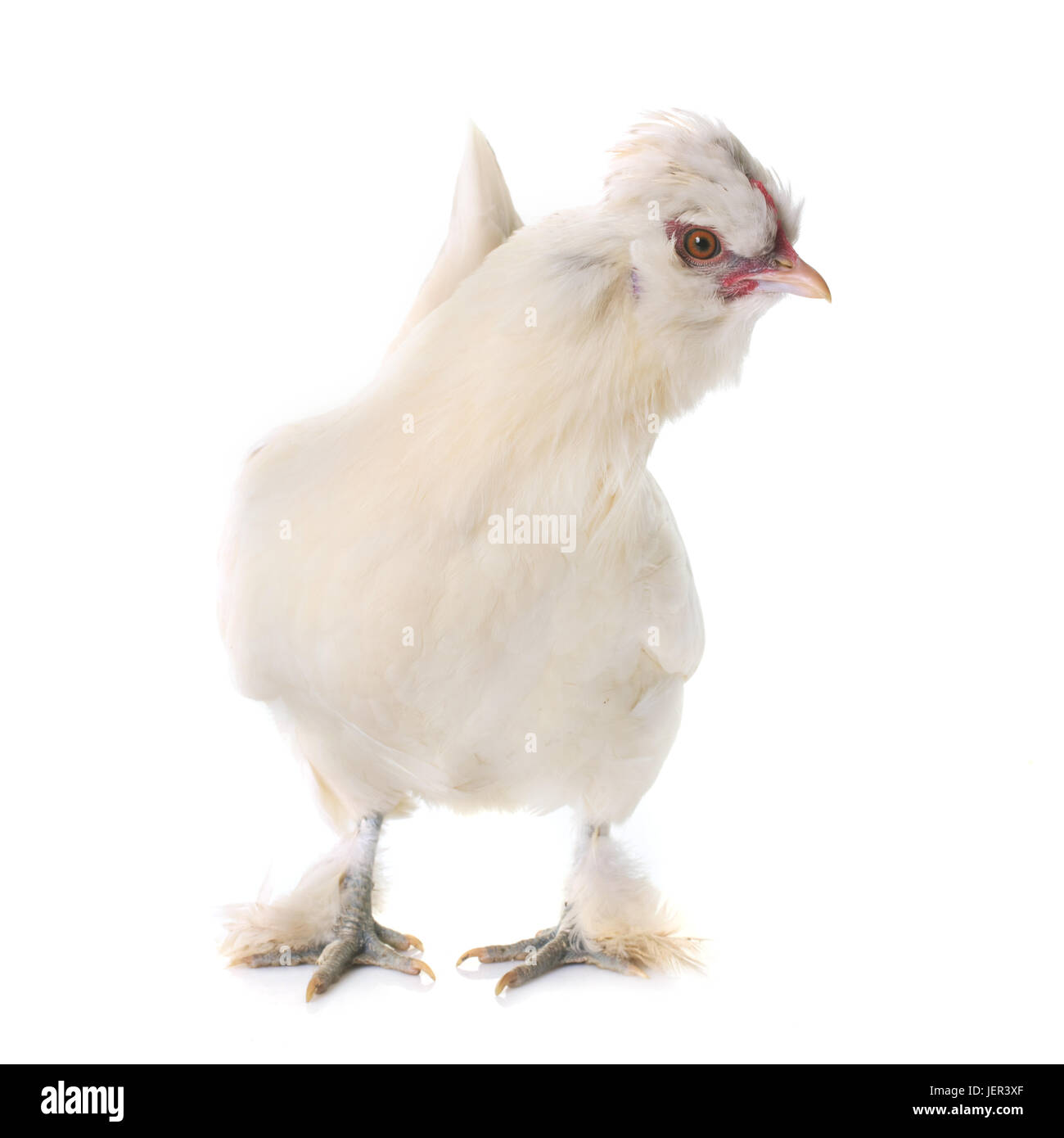 Sultan chicken hi-res stock photography and images - Alamy