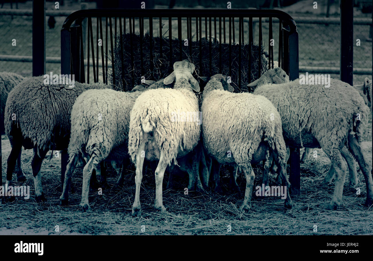 Sheep eating, detail of a sheep eating grass on a farm, wool and meat ...