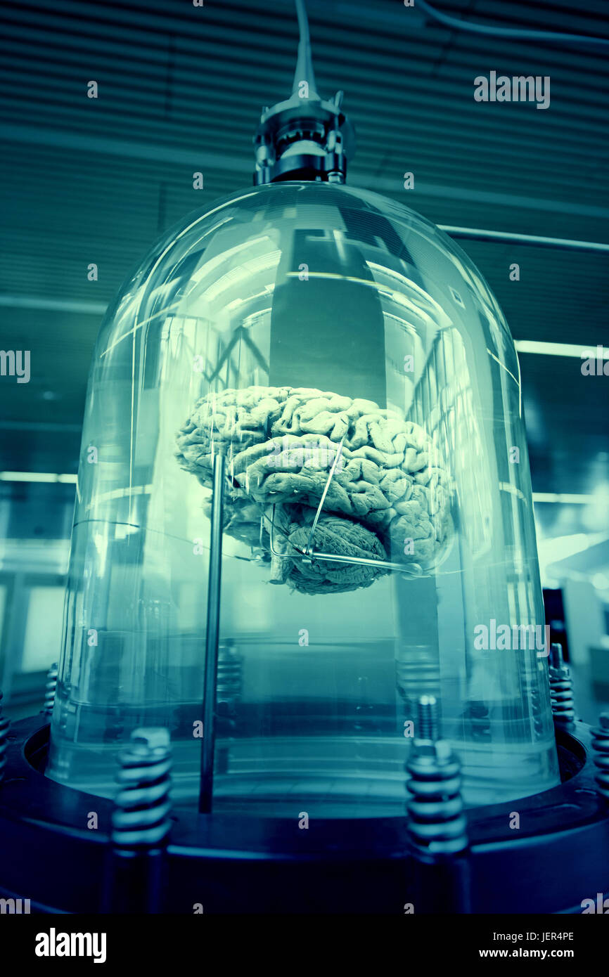 Human brain, detail of a human organ, intelligence and thought Stock ...