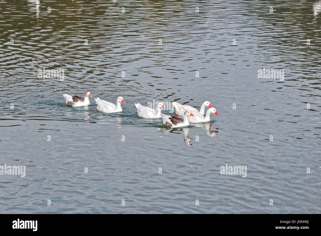 Group of swans swimming lake, Spain Stock Photo - Alamy