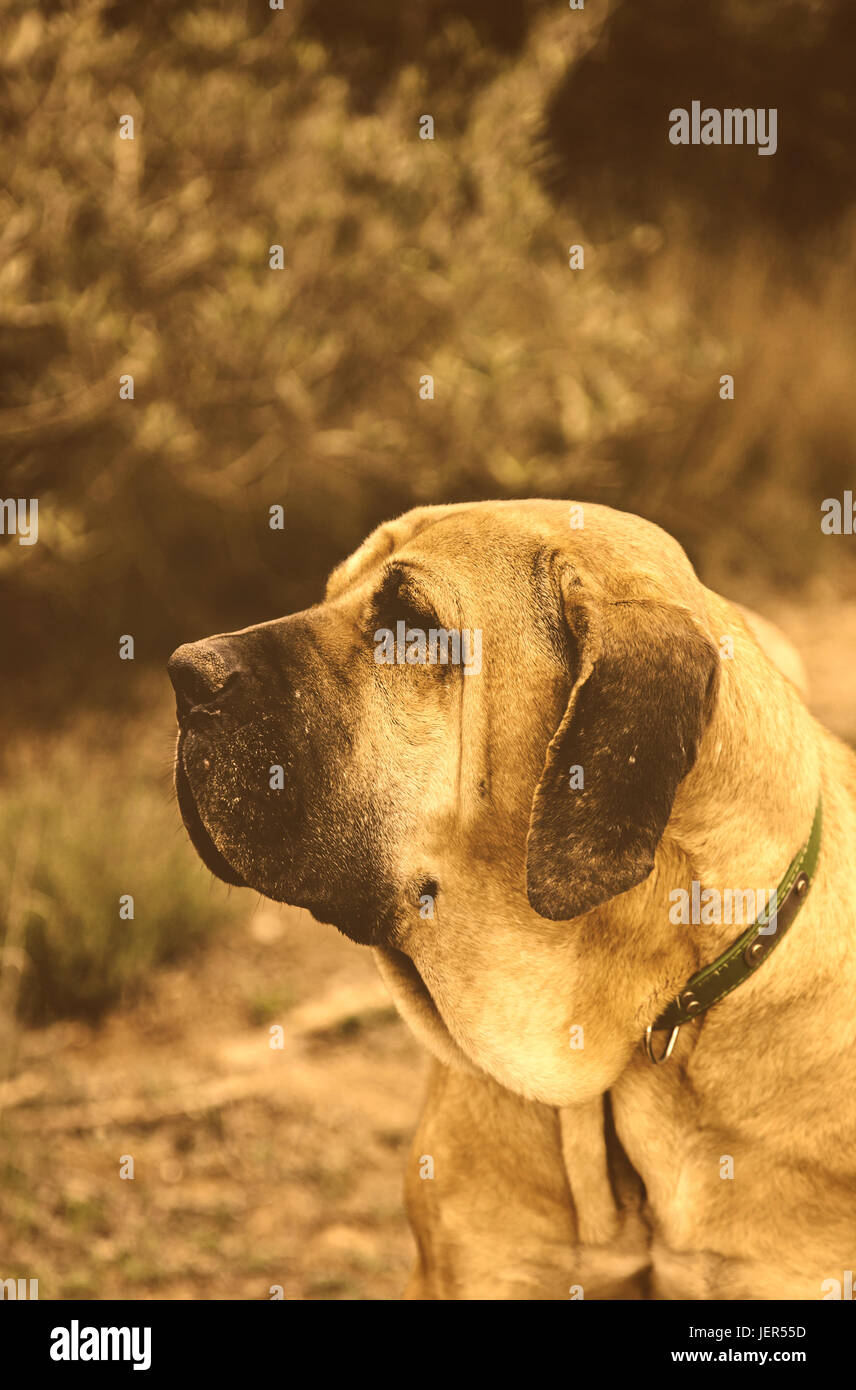 Spanish hound, detail of a purebred dog, pet Stock Photo - Alamy
