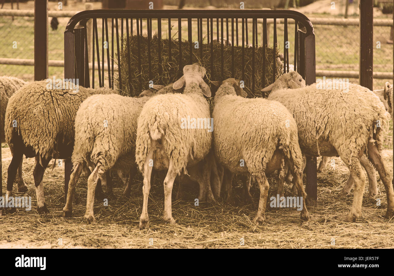 Sheep eating, detail of a sheep eating grass on a farm, wool and meat ...