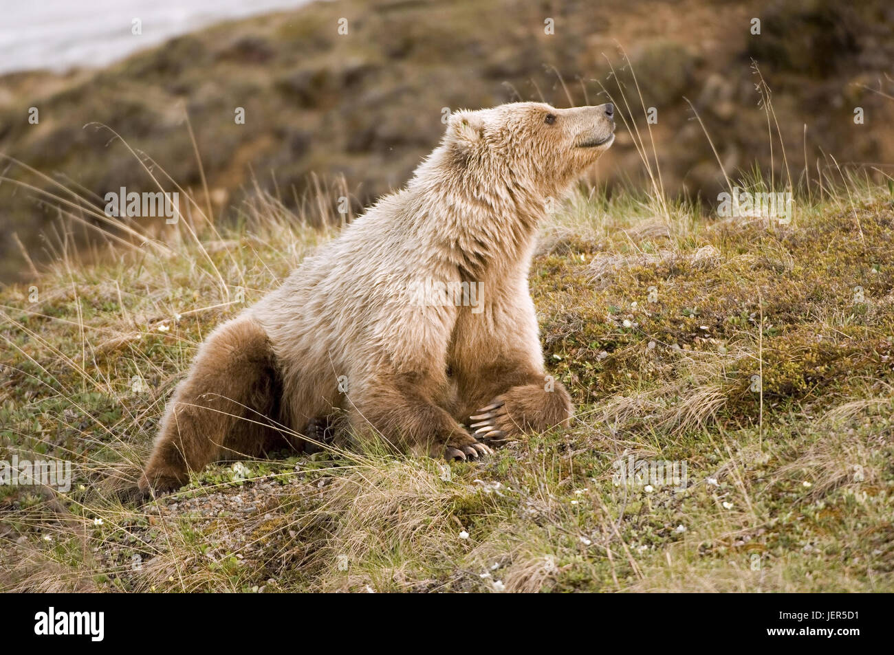 Brown bear, Braunbaer Stock Photo - Alamy