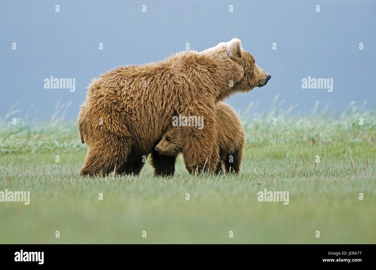 Brown bears, Braunbaeren Stock Photo - Alamy