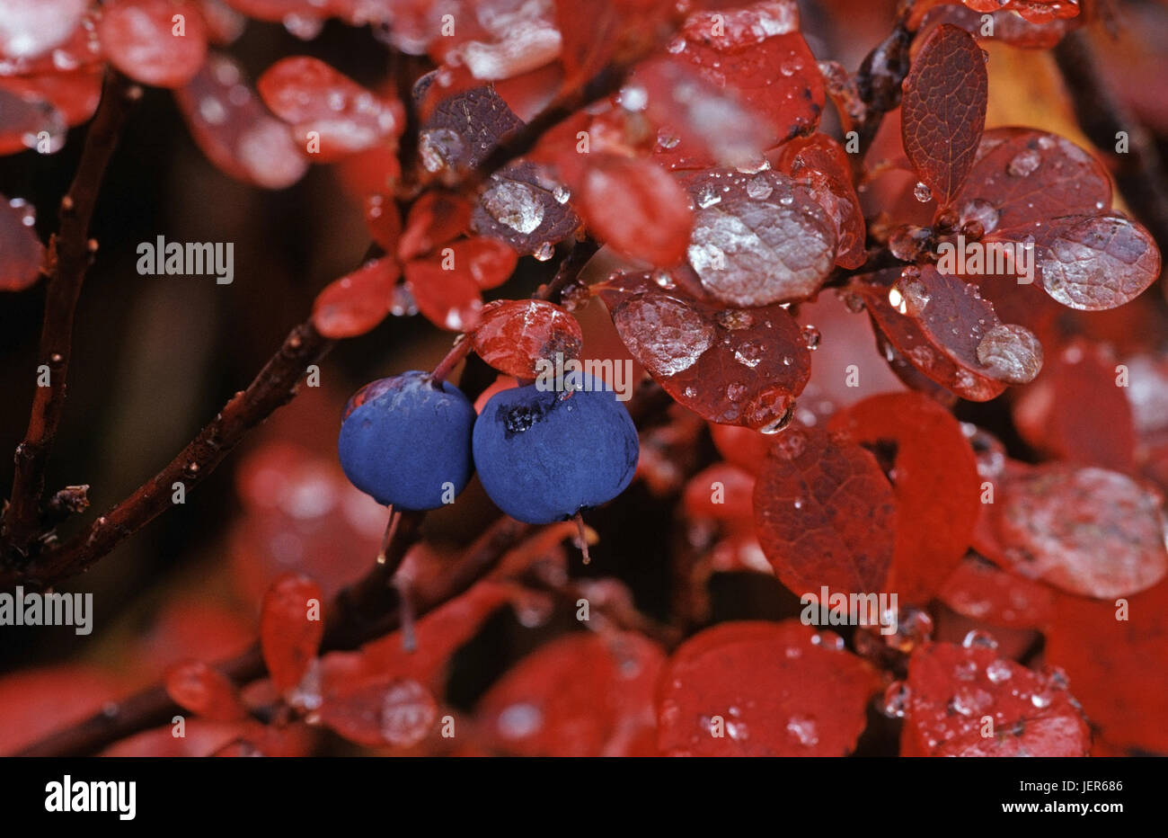 Bilberries, Denali N.P., Alaska, Blaubeeren - Denali N.P Stock Photo ...