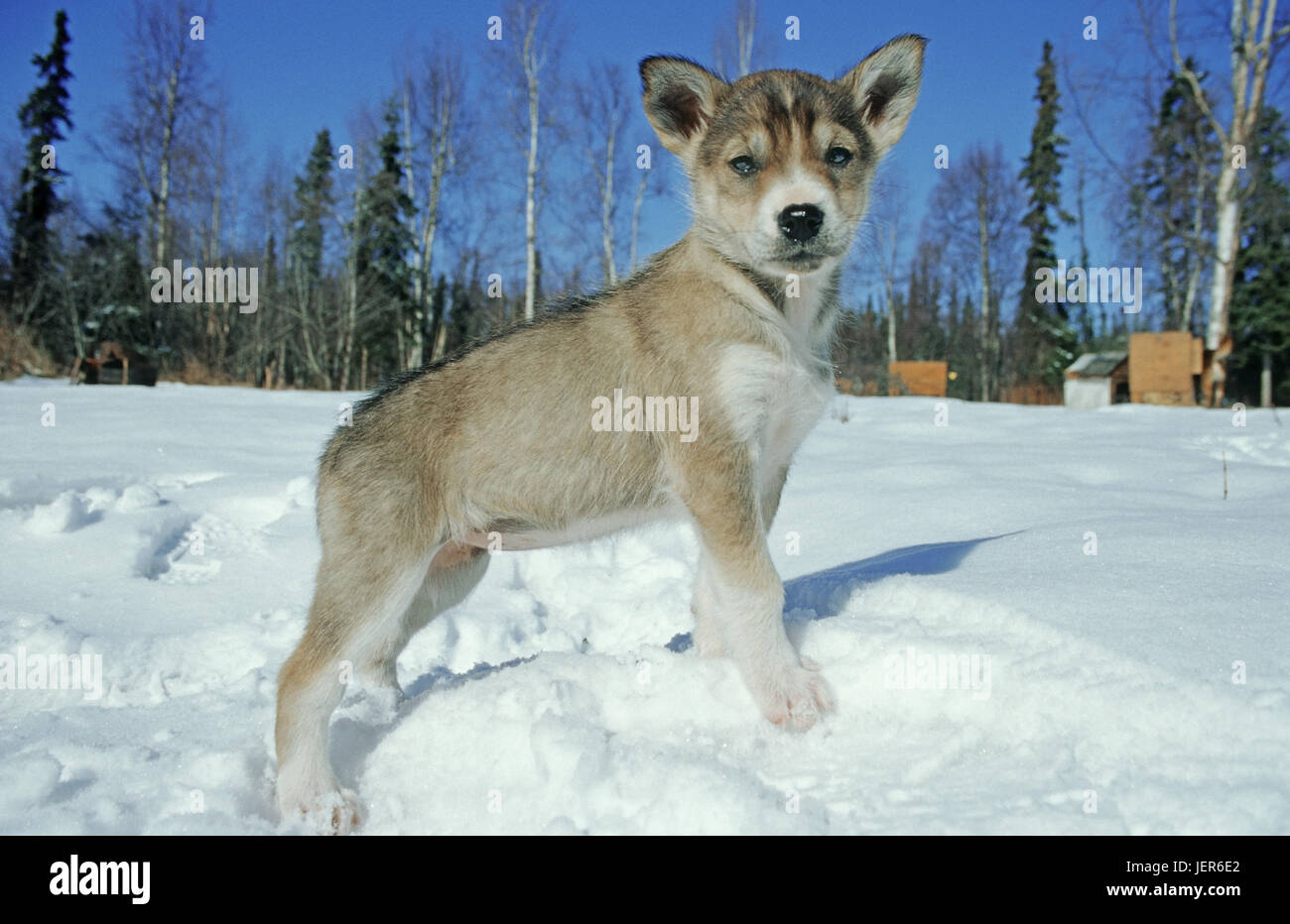 Portrait of a small sledge dog, Porträt von einem kleinen Schlittenhund ...