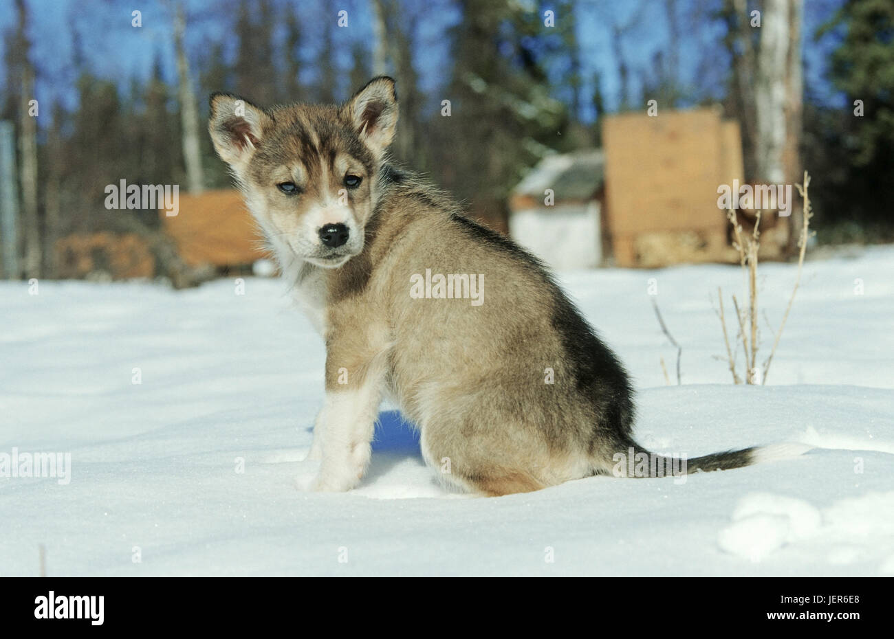 Portrait of a small sledge dog, Porträt eines kleinen Schlittenhundes ...
