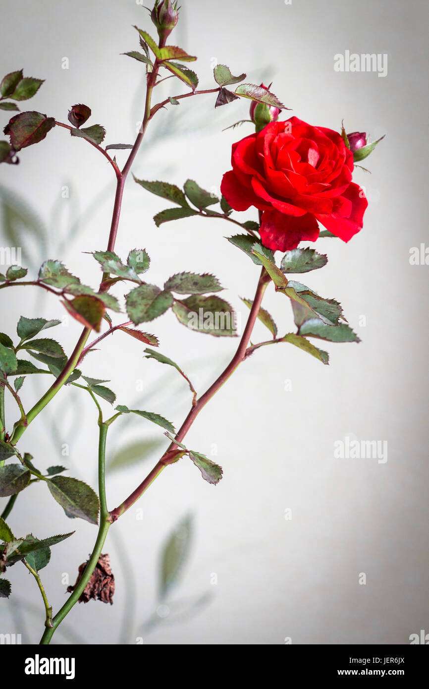 A single red rose as the interior of a private house room Stock Photo ...