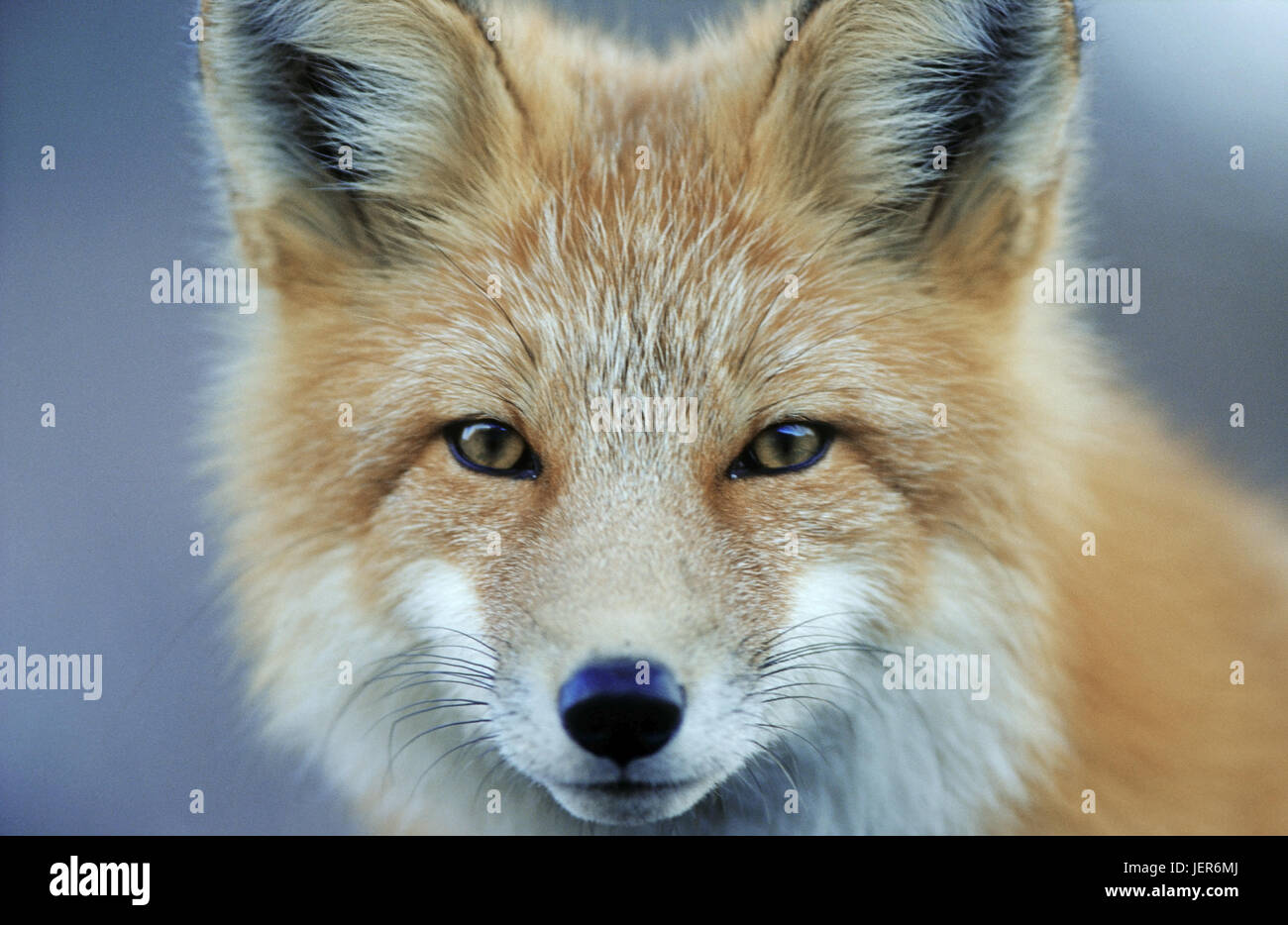 Red fox, Vulpes vulpes portrait in the Denali N.P., Alaska, Rotfuchs ...