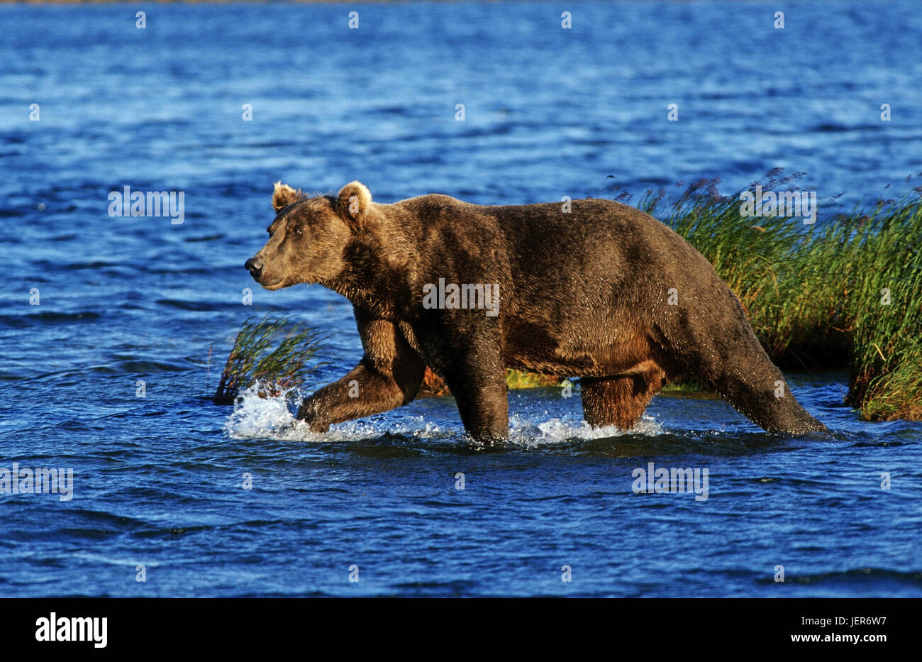 Brown bear, Braunbaer Stock Photo - Alamy