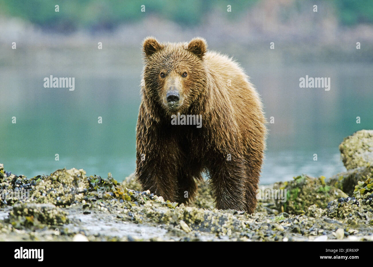Brown bear, Braunbaer Stock Photo - Alamy