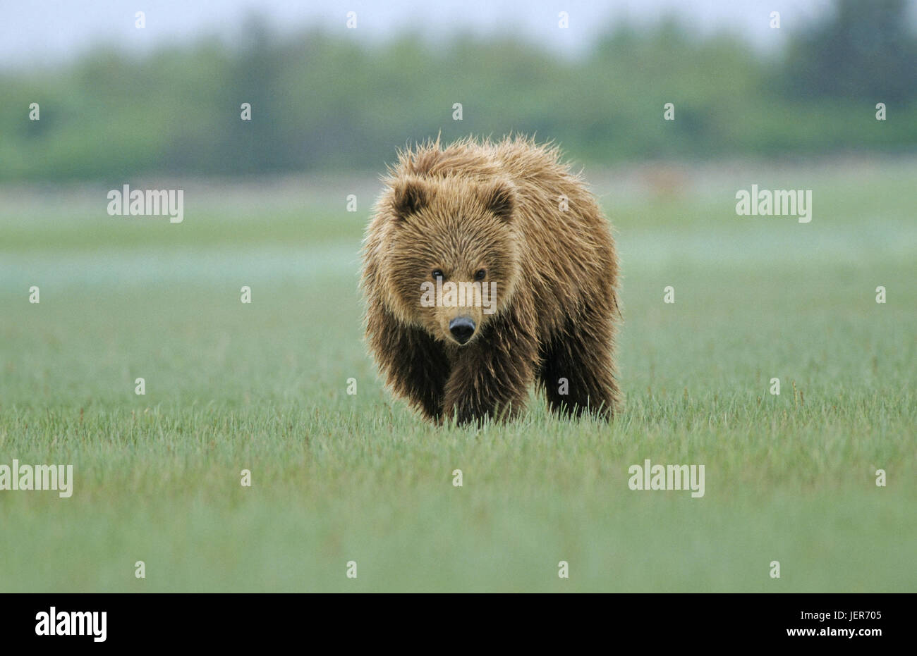 Brown bear, Braunbaer Stock Photo - Alamy