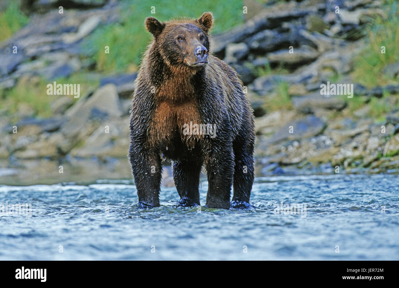 Brown bear, Braunbaer Stock Photo - Alamy
