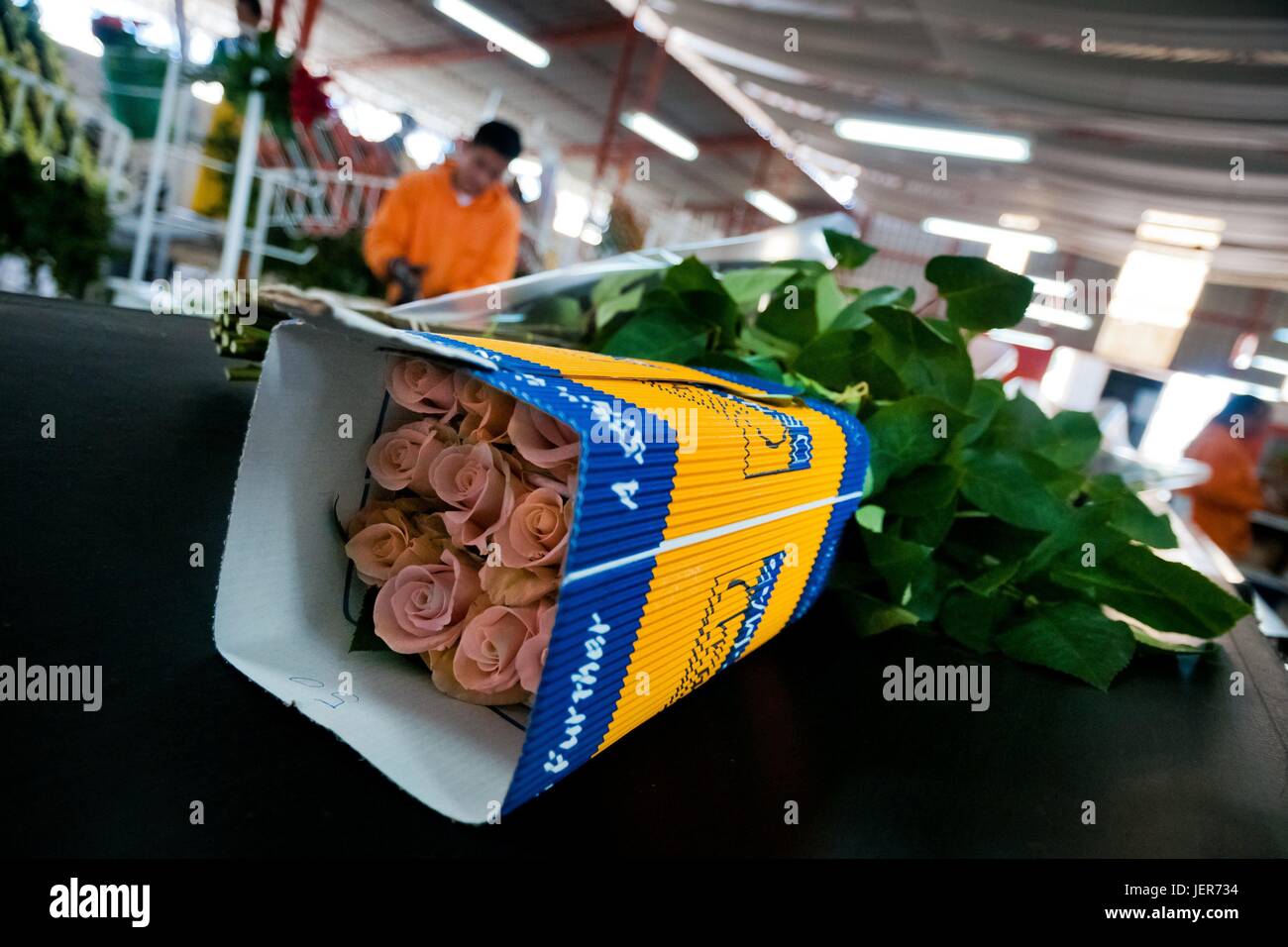 A wraped box of roses on the flow line in the packaging hall of a ...