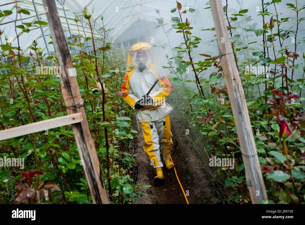 A worker walks among rose bushes spraying the pesticide dilution at a ...