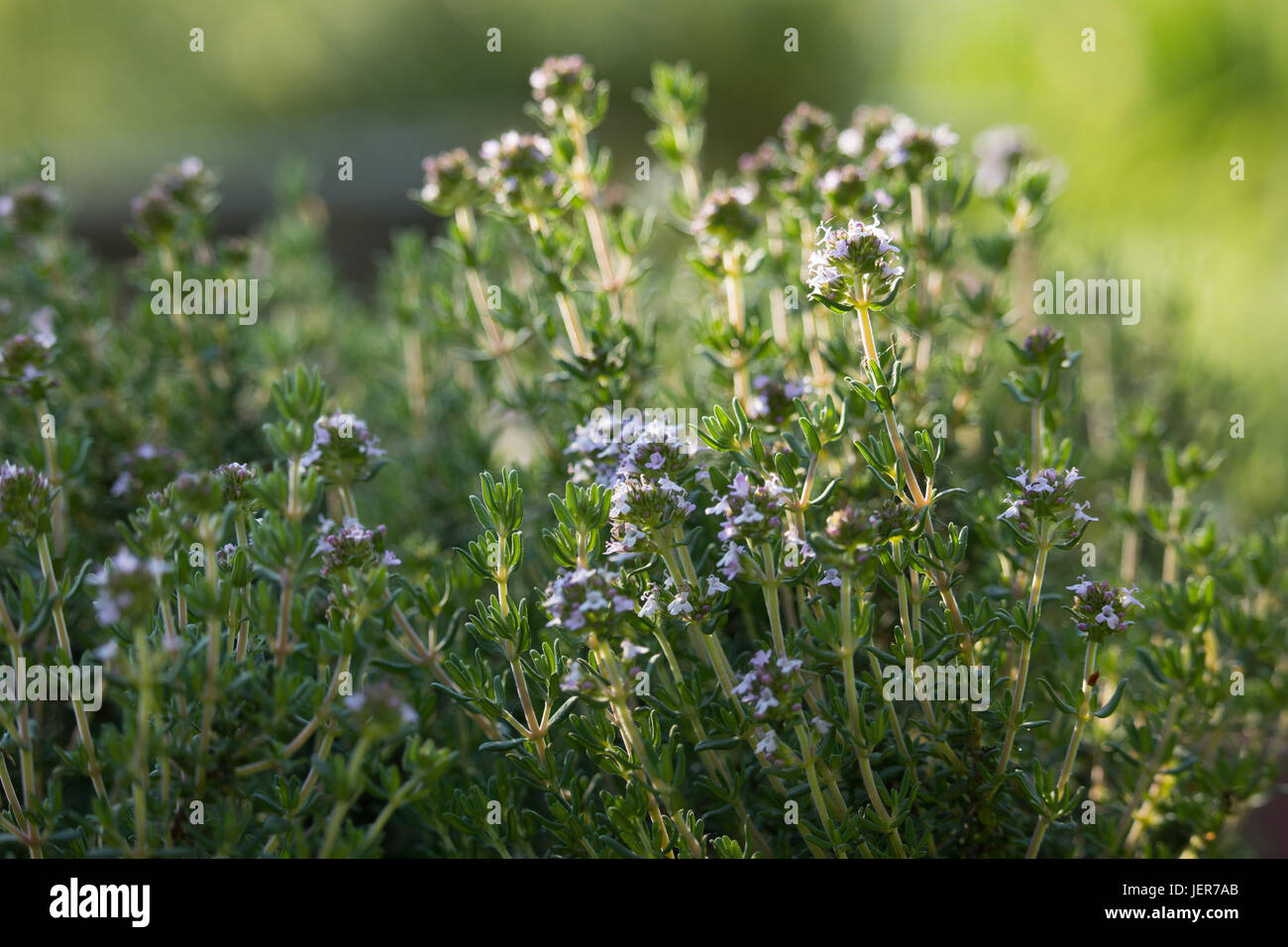 Thymus serpyllum flowers hi-res stock photography and images - Alamy