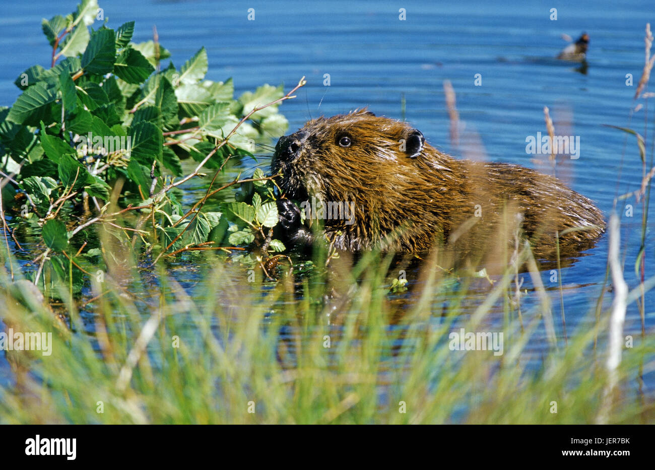 Beavers, Castor Canadensis, Biber (Castor Canadensis Stock Photo - Alamy