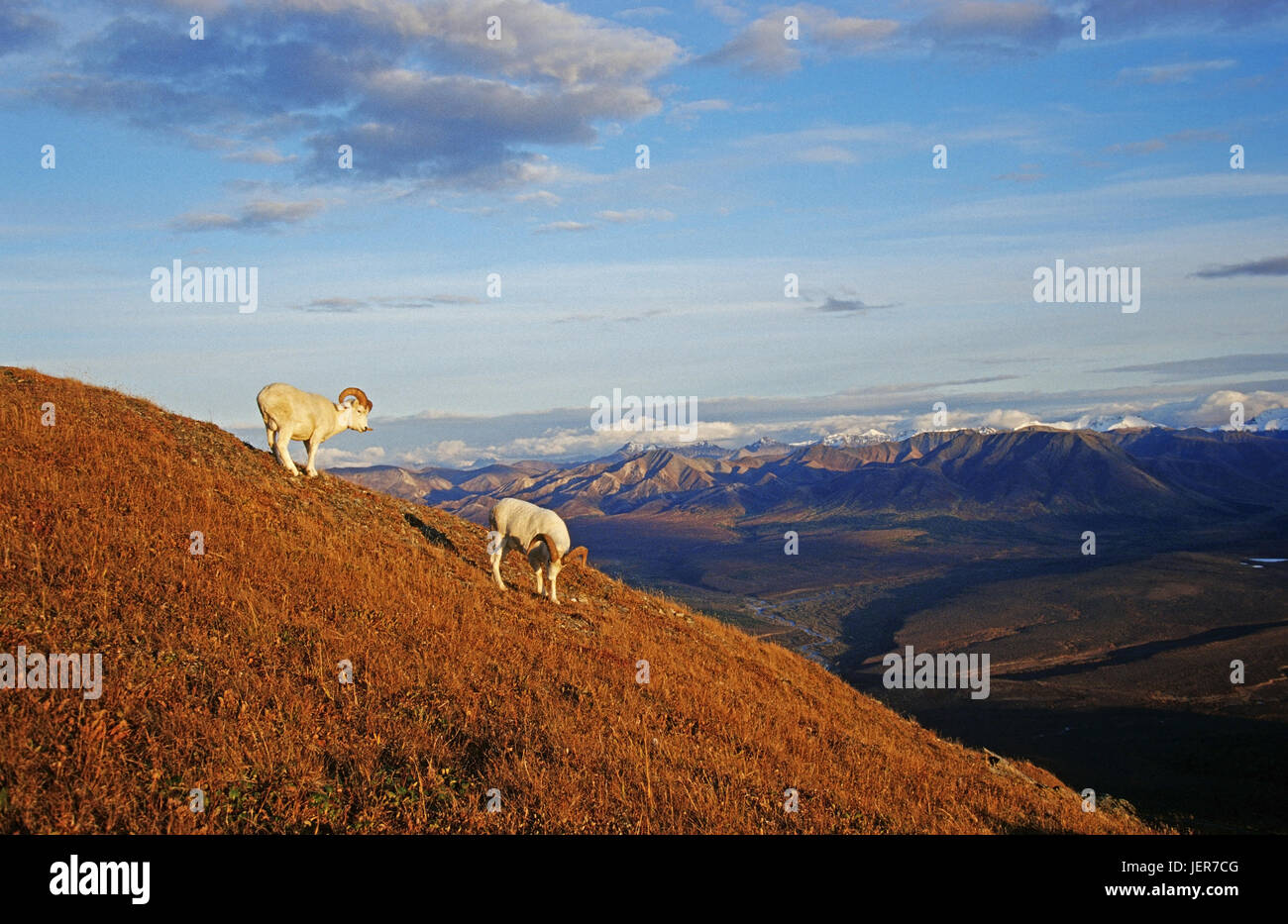 Dallschaf, Dall `see Sheep, Dallschaf - Dall`s Sheep Stock Photo - Alamy