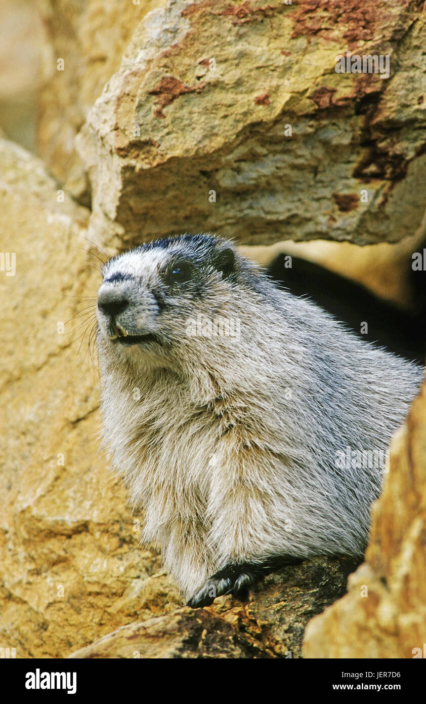 Ice-grey groundhog, Marmota aligata, Denali N.P., Alaska, Eisgraues ...