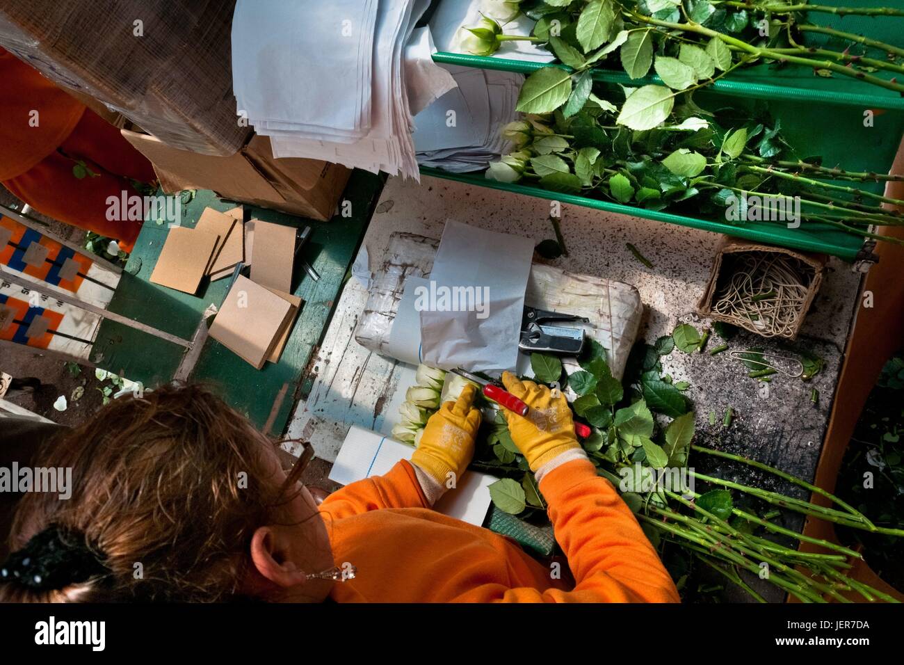 A worker sorts and wraps the roses at a flower farm in Cayambe, Ecuador ...
