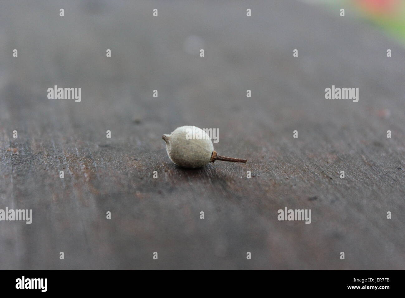 Young seed that has fallen from its mother tree landing gracefully onto ...