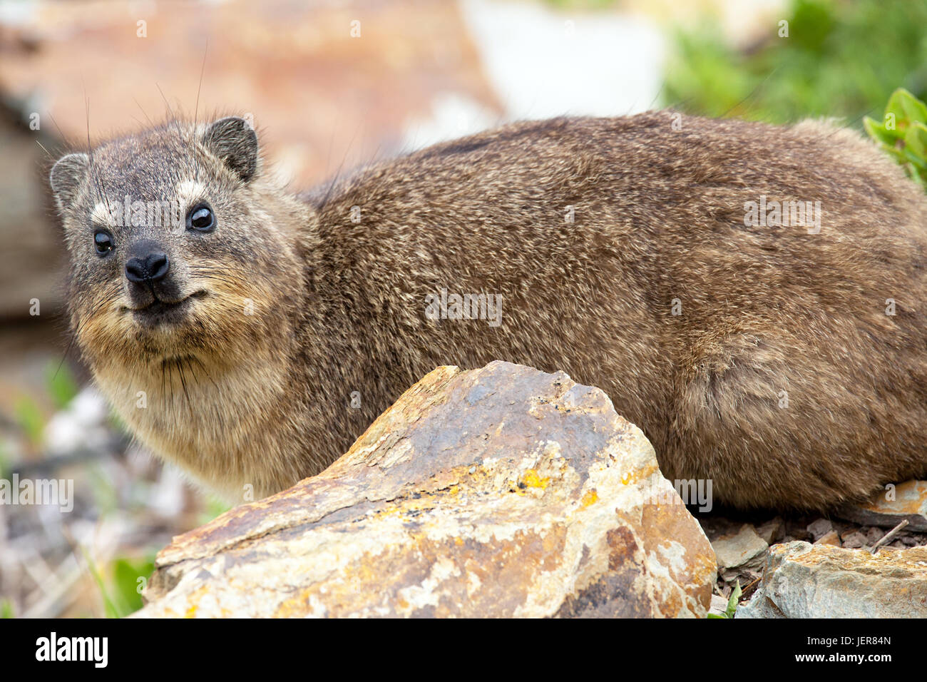 Hyrax Tsitsikamma National Park South Africa Stock Photo - Alamy